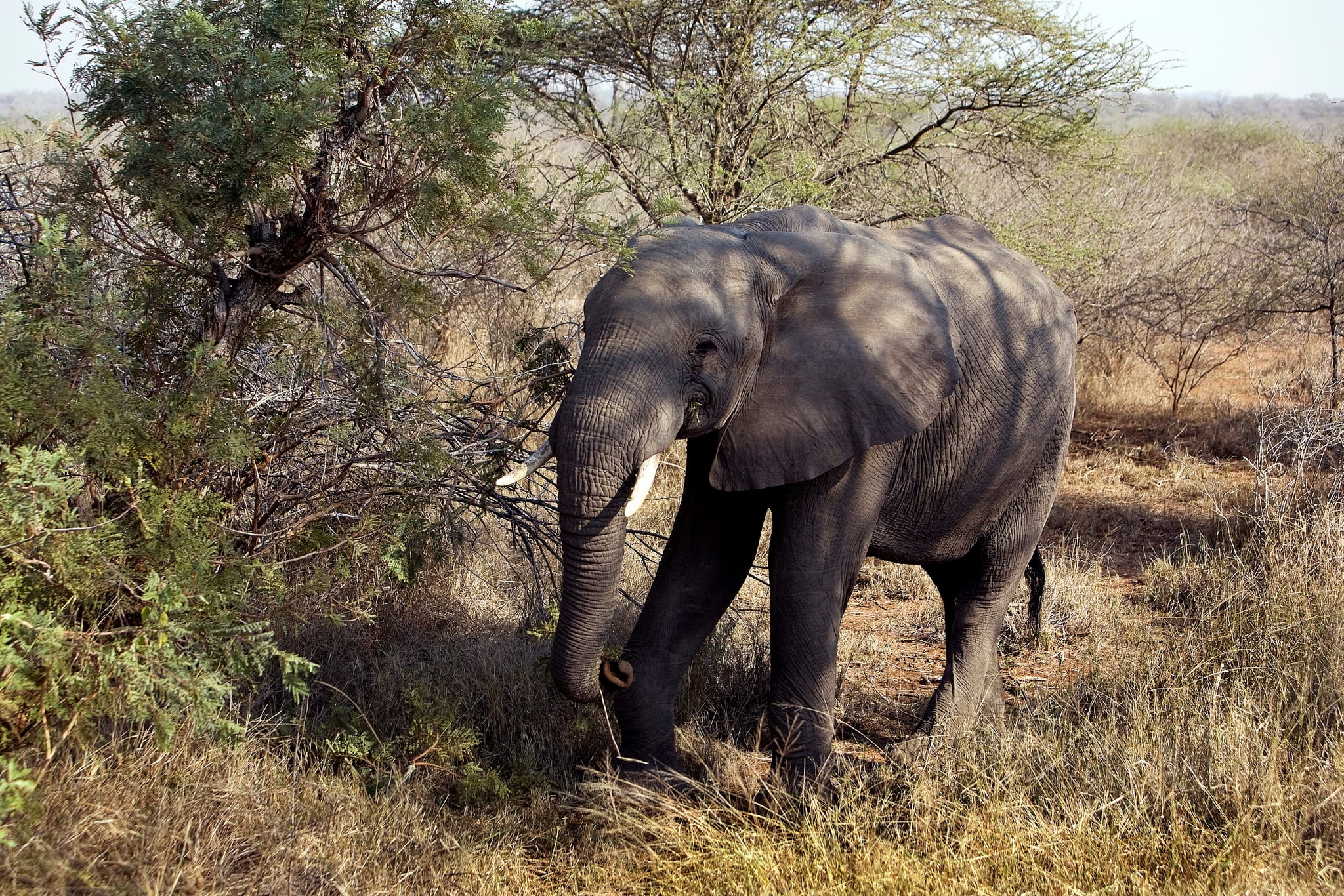 Caça furtiva de elefantes rouba 25 milhões de dólares por ano à ...