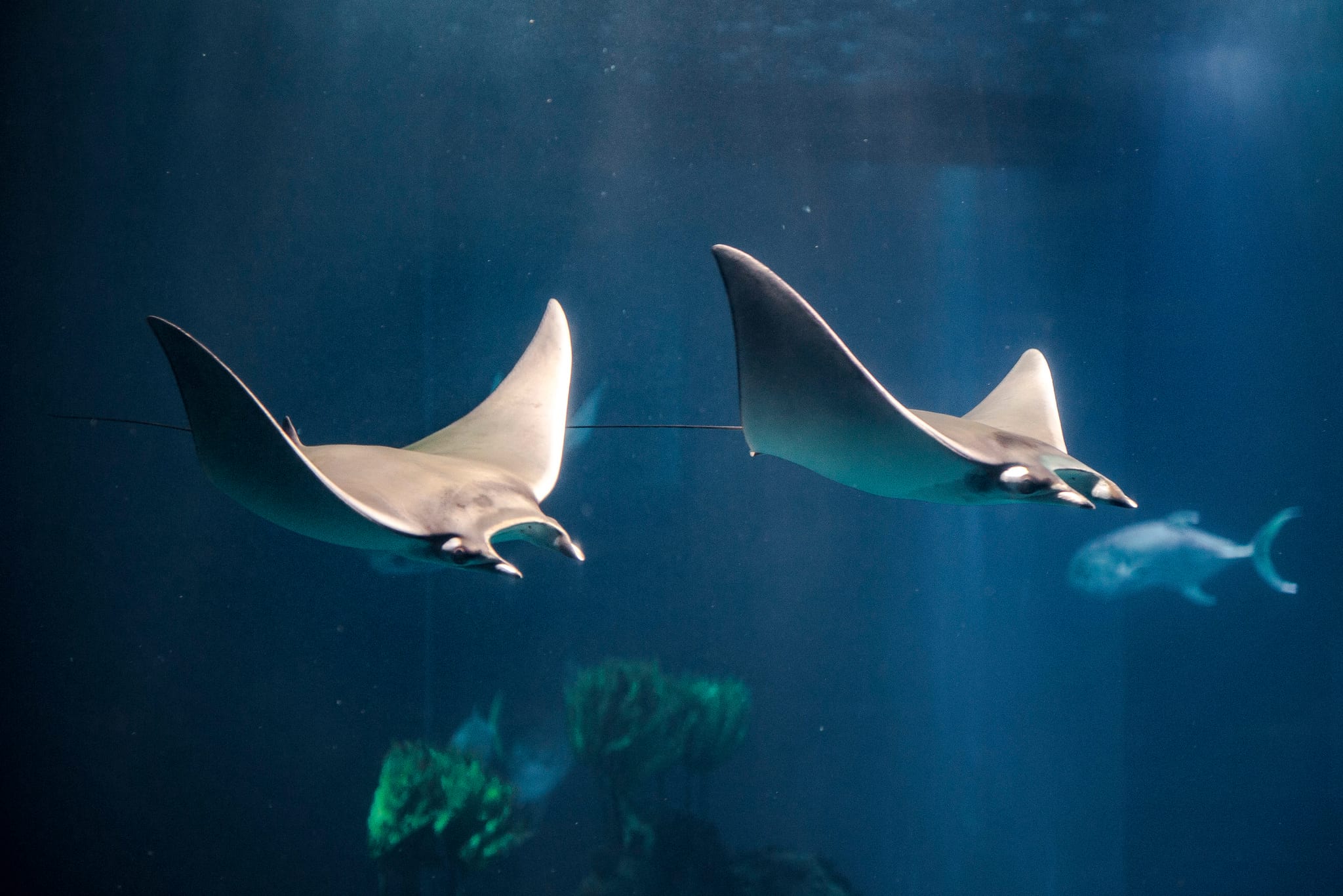 Conservação da natureza. Oceanário de Lisboa é o único da Europa a ter ...