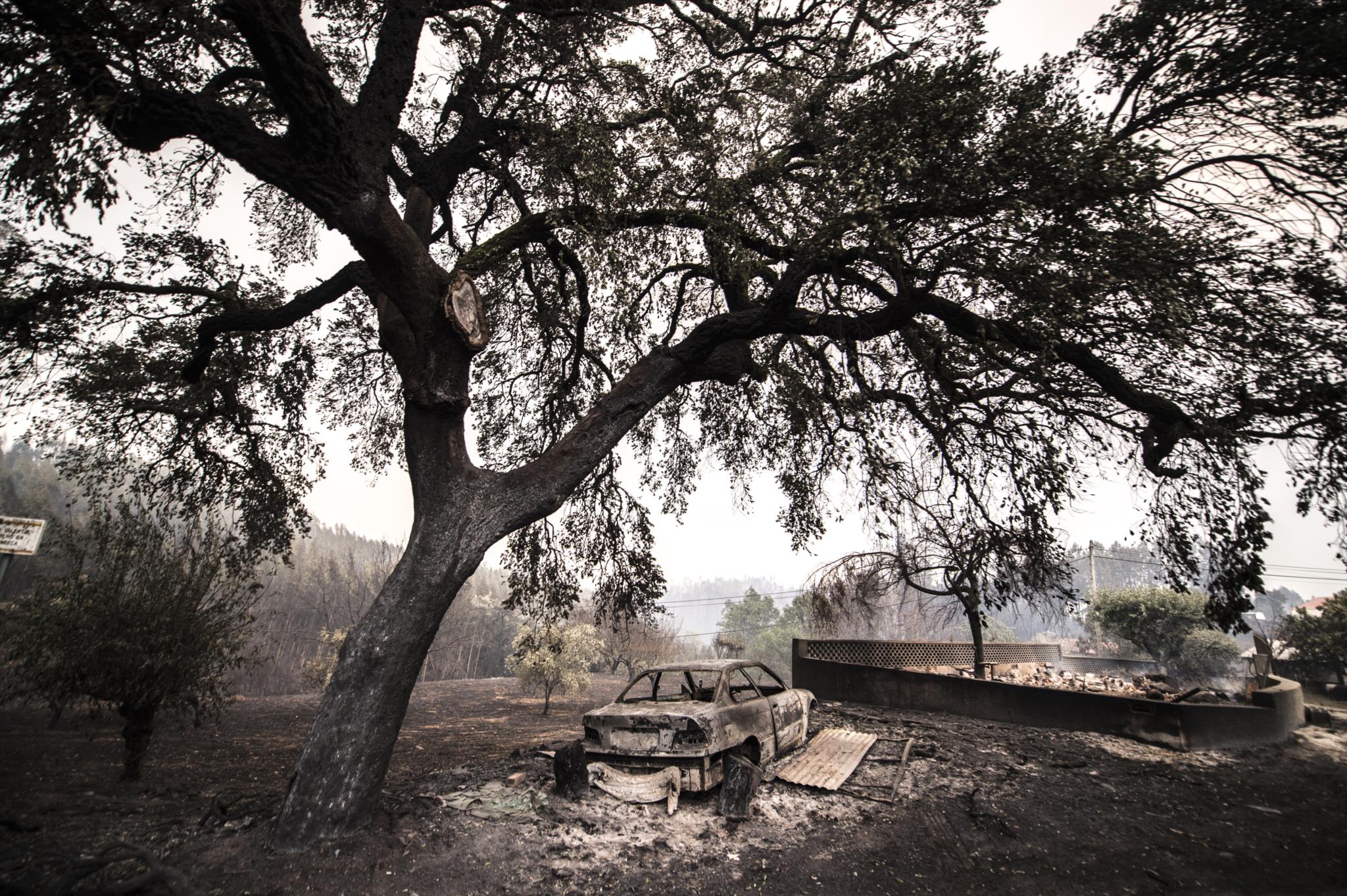 Tragédia em Pedrógão Grande. Centenas de animais terão morrido no ...
