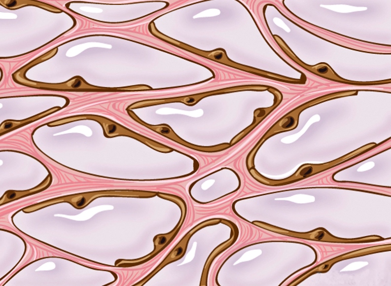 Descoberto o interstício, um novo órgão do corpo humano | Medicina ...