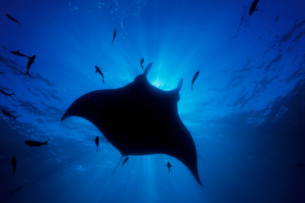 Açores. Concentração invulgar de jamantas atrai turistas a Santa Maria