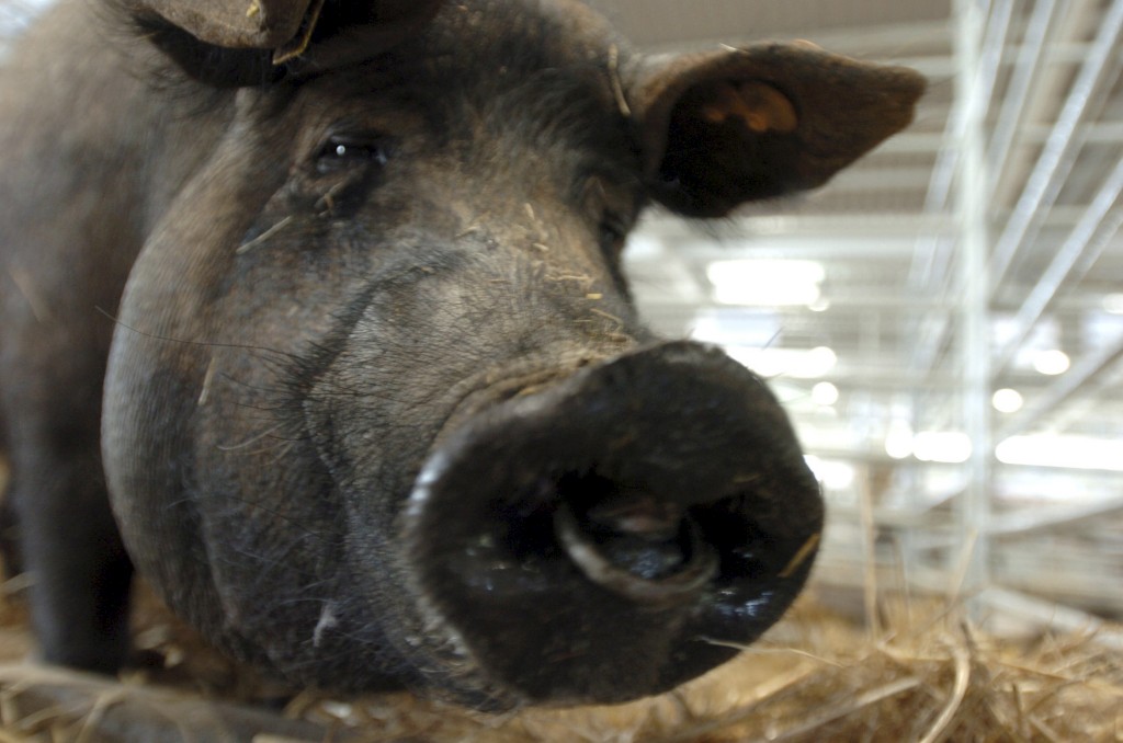 Rotulagem da carne de porco preto alentejano vai ser facultativa - PÚBLICO